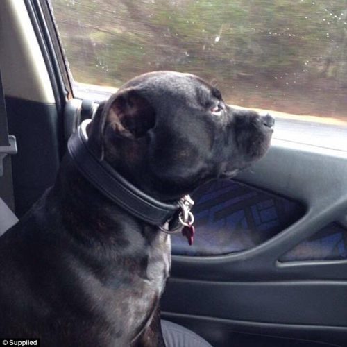 Un abuelo de 96 años pasa 2 días postrado en su patio a punto de morir ...