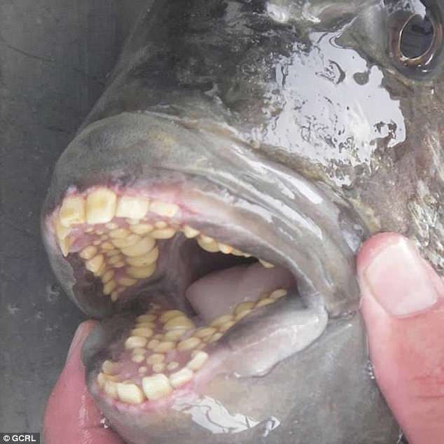 Descubren un pez con dientes que parecen humanos en la costa de ...
