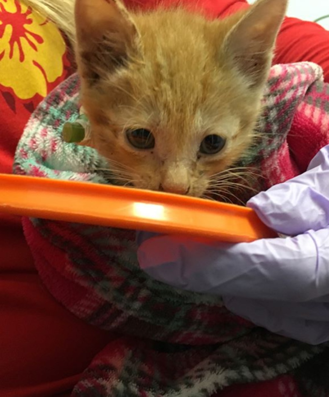 Un gatito estuvo atrapado 72 horas y sus maullidos ya no se oían... Era ...