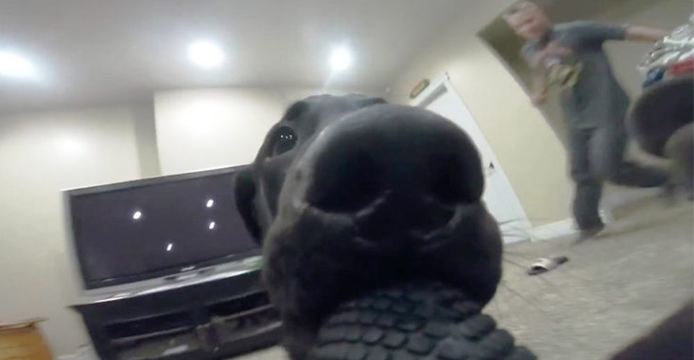 Un perro desata la más divertida persecución tras robar la cámara go ...