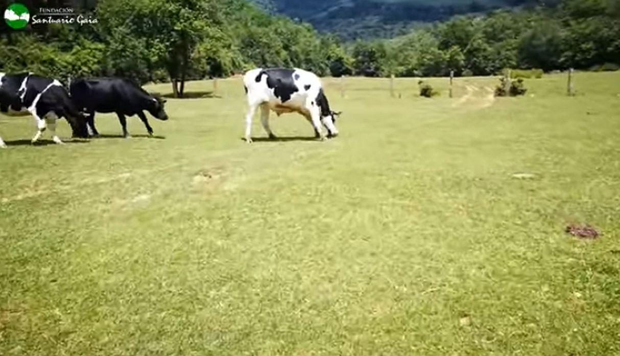 Un equipo de fútbol de vacas y toros sorprende a toda España con su ...