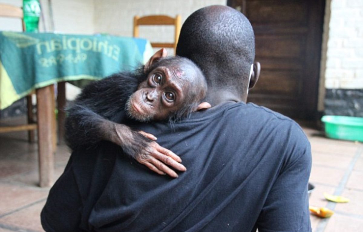 Pequeña chimpancé ve a unos héroes y angustiada extiende sus bracitos ...