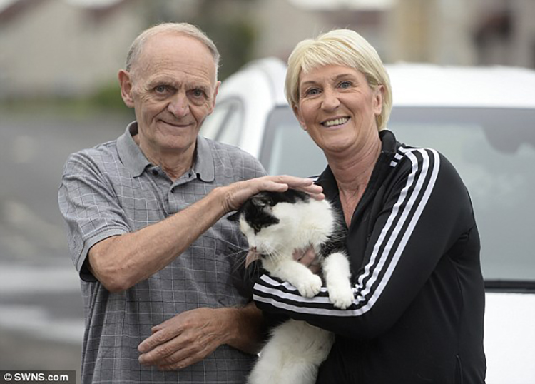 Condujo 120 km y casi se desmaya al descubrir que pudo matar a su gato ...