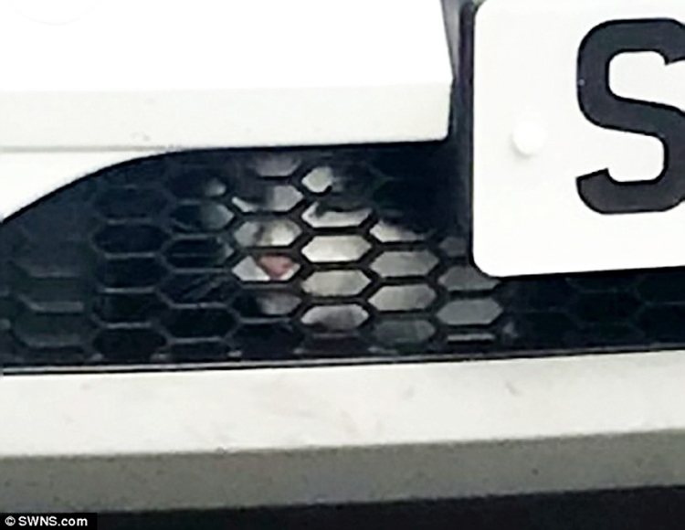 Condujo 120 km y casi se desmaya al descubrir que pudo matar a su gato ...