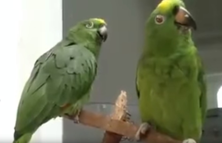 Loritos aprenden a cantar "Alabaré a mi Señor" y todos quedan atónitos ...