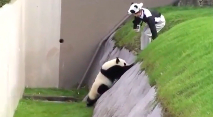 Un adorable panda testarudo se mete en problemas por desobedecer a sus ...