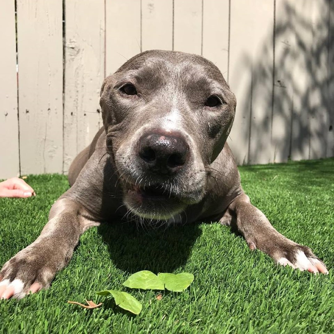 La perrita "cebo" que perdió sus orejas en violentas peleas, finalmente ...