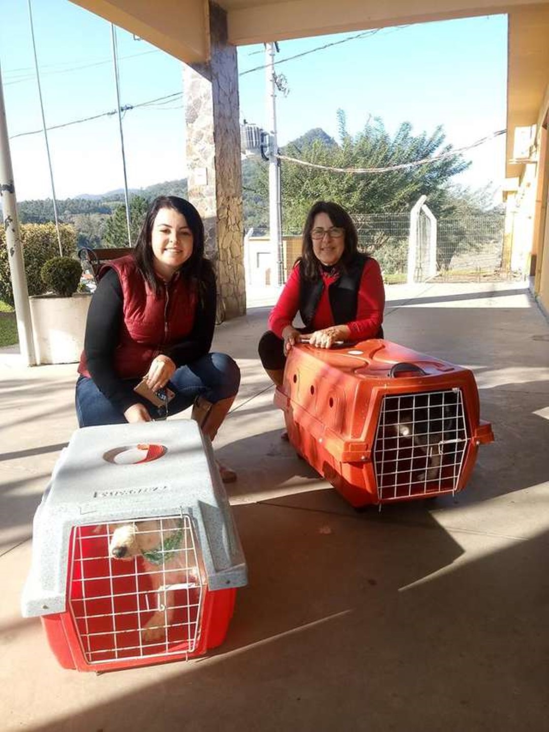 Estos perritos esperaron por semanas en la entrada del hospital para ...