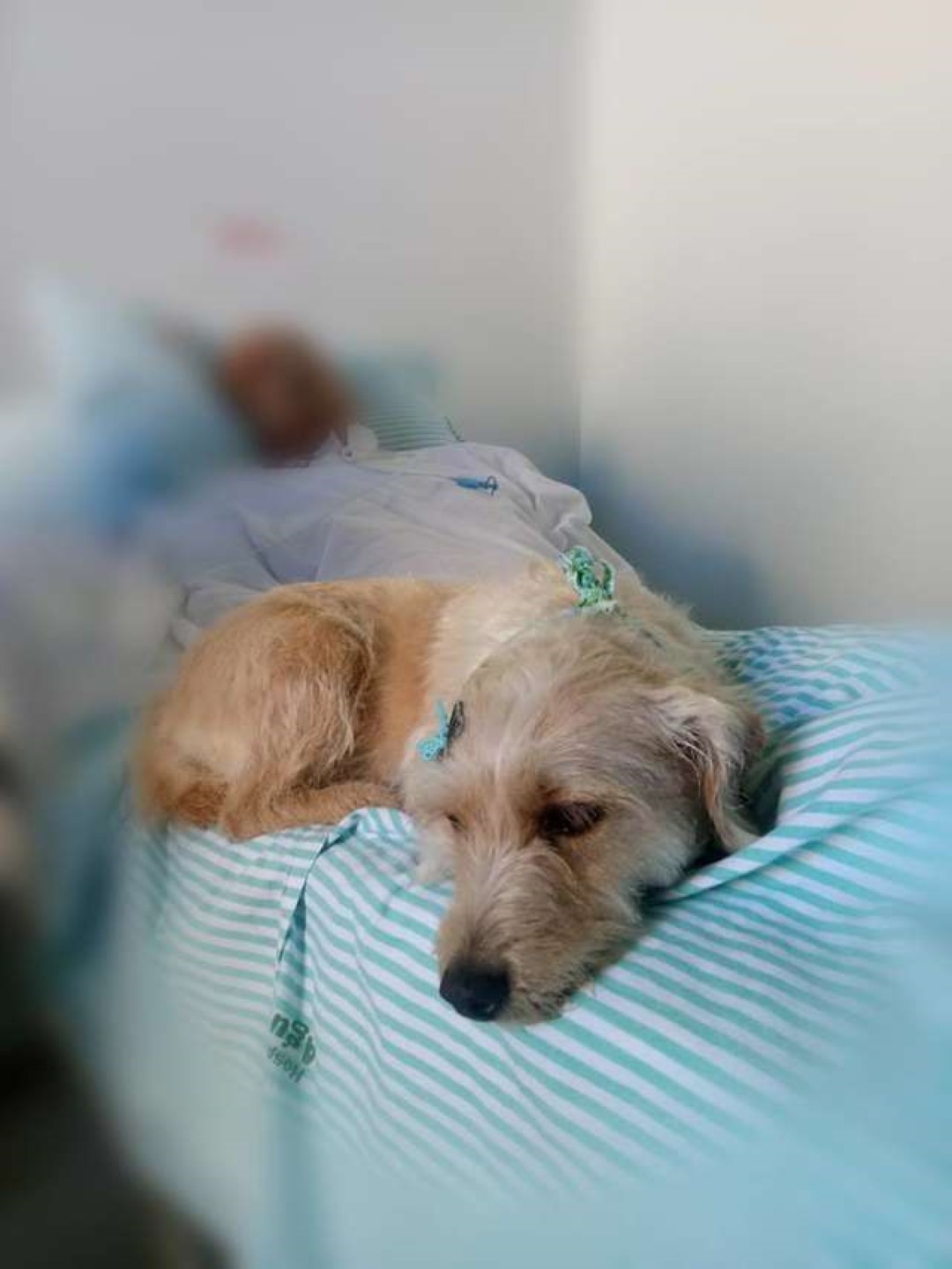 Estos perritos esperaron por semanas en la entrada del hospital para ...