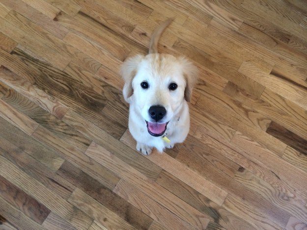 Weslley, el adorable cachorro con brackets que está causando furor en ...