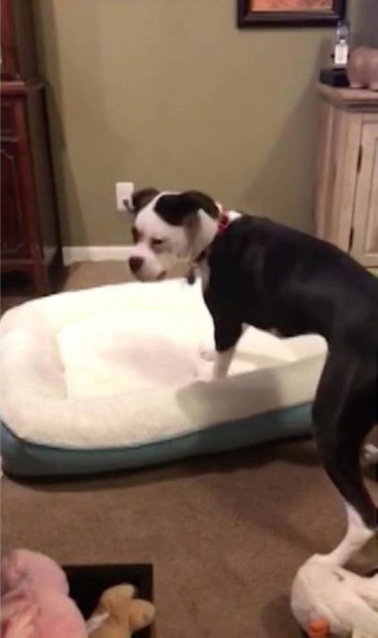 Una adorable boxer no se puede resistir a darle un peculiar uso a su ...