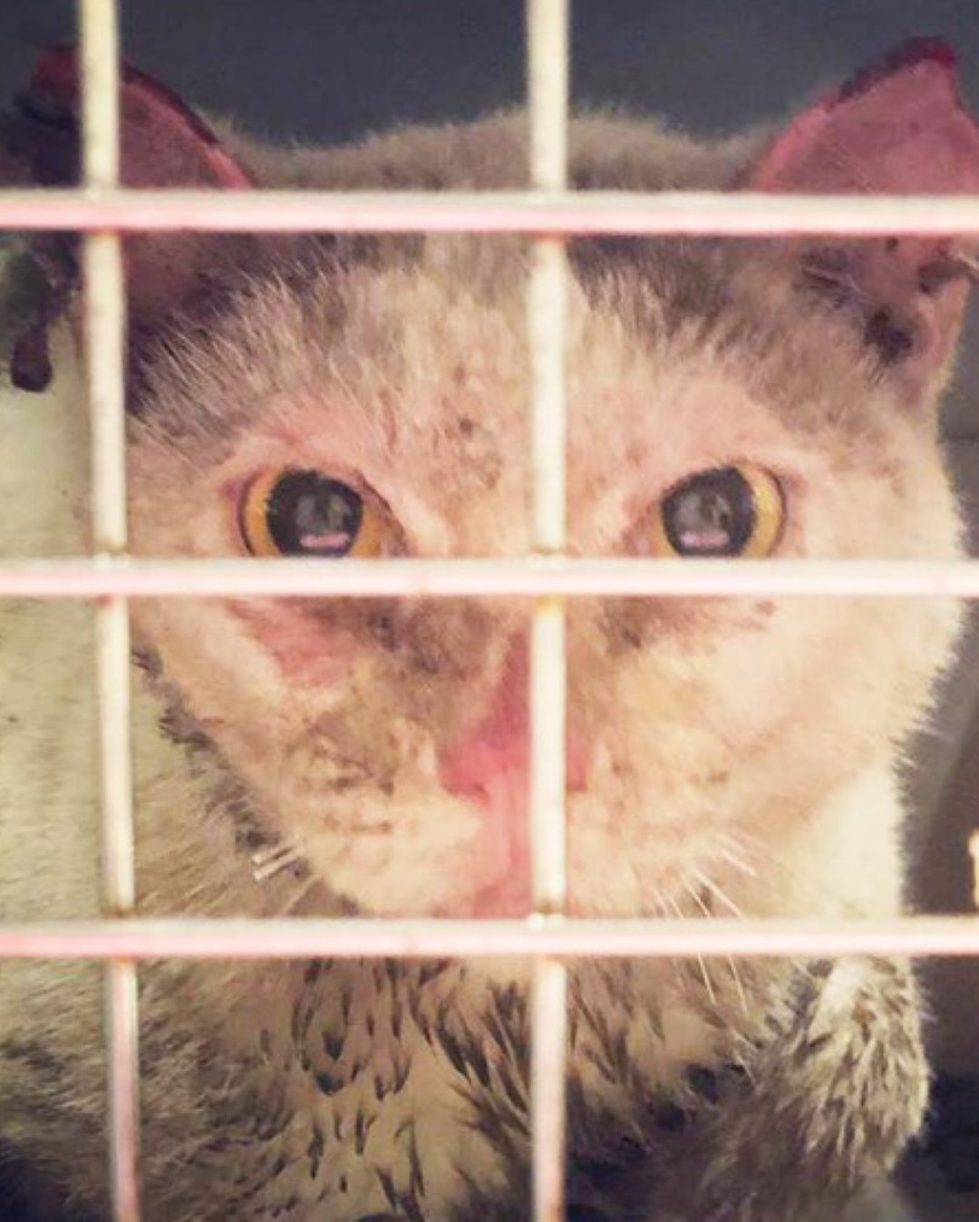 Tras una peligrosa explosión en una casa, encuentran 2 gatitos a los ...