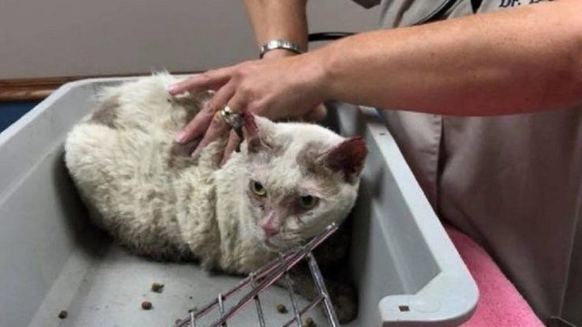 Tras una peligrosa explosión en una casa, encuentran 2 gatitos a los ...