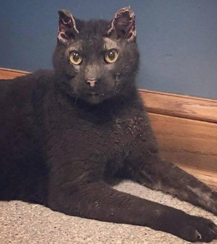 Tras una peligrosa explosión en una casa, encuentran 2 gatitos a los ...