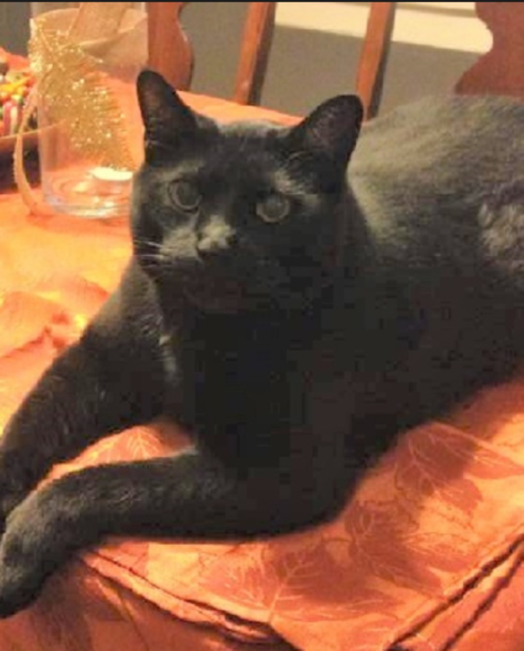 Tras una peligrosa explosión en una casa, encuentran 2 gatitos a los ...