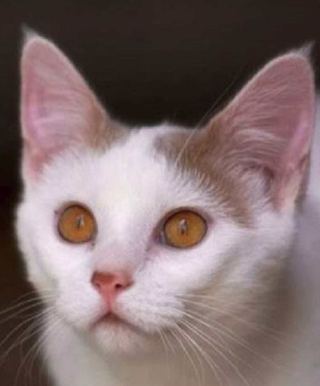 Tras una peligrosa explosión en una casa, encuentran 2 gatitos a los ...