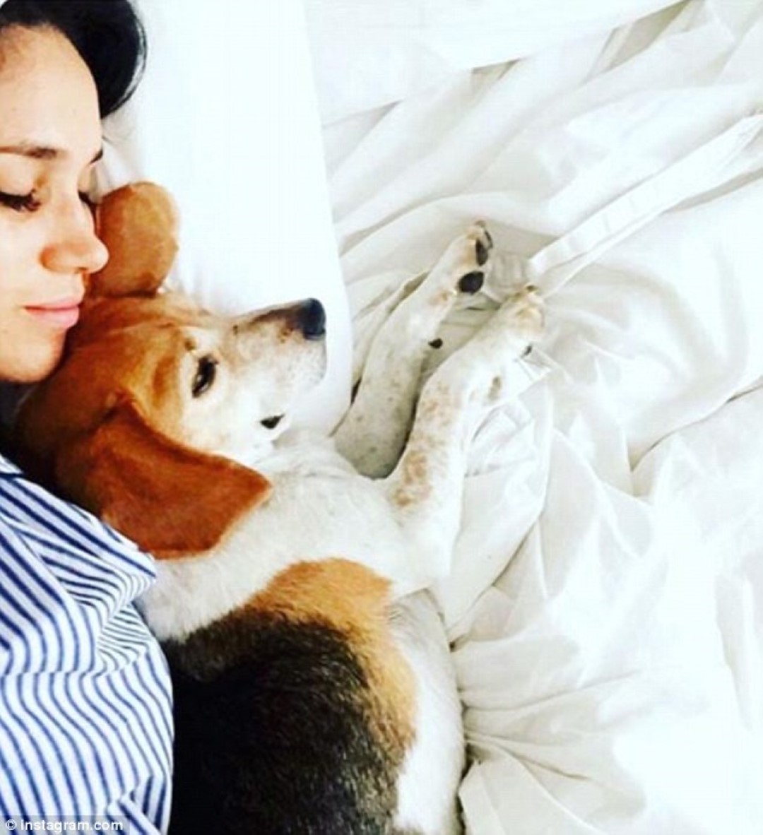 Meghan y Harry reciben a un nuevo miembro de la familia… Un adorable ...