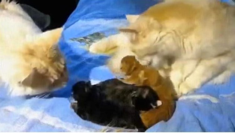 Un gato duda de su paternidad con dos de sus crías y acusa a su pareja ...