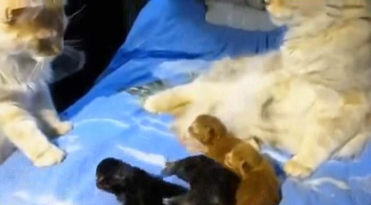 Un gato duda de su paternidad con dos de sus crías y acusa a su pareja ...