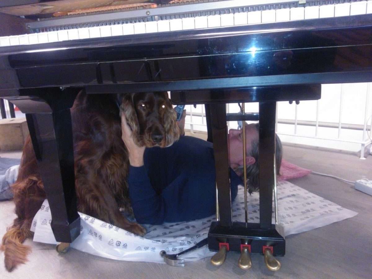 La realidad detrás del video viral del perrito que enamora porque toca ...