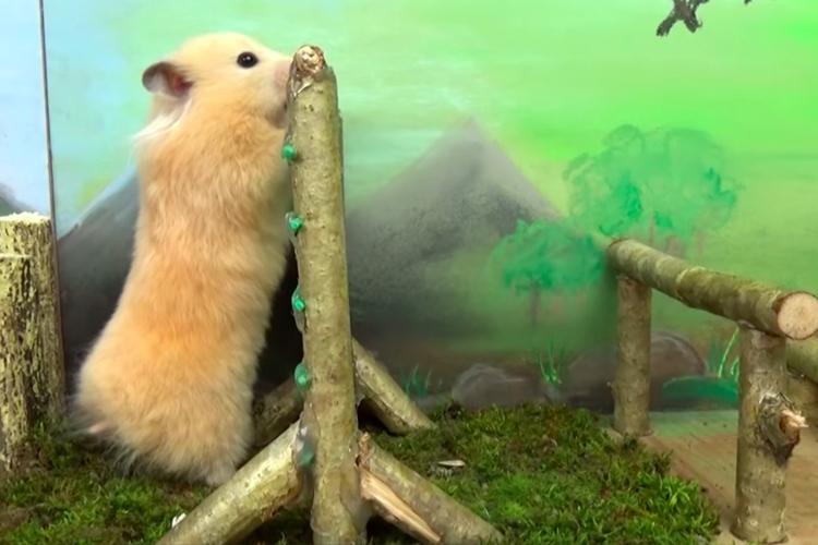 El peculiar entrenamiento militar de un hámster que se ha hecho viral ...