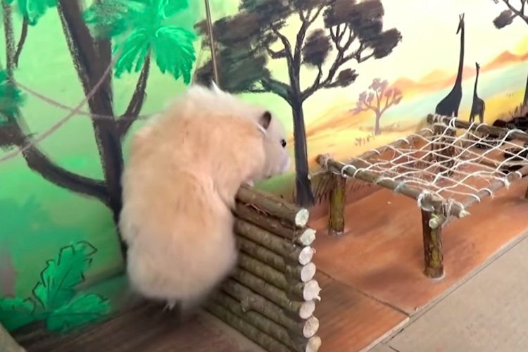 El peculiar entrenamiento militar de un hámster que se ha hecho viral ...