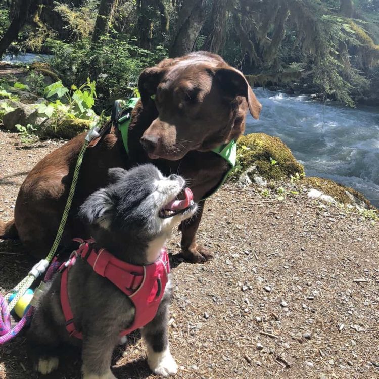 Adopta 2 perritos ciegos que todo el mundo rechazó sin pensar que ...