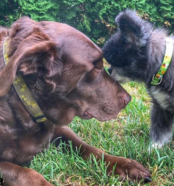 Adopta 2 perritos ciegos que todo el mundo rechazó sin pensar que ...