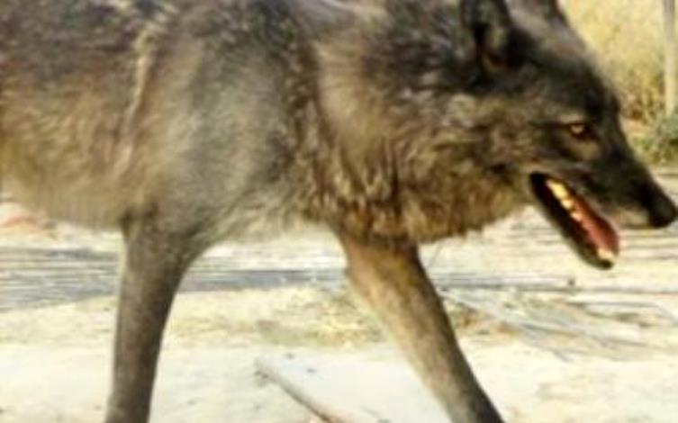 Un lobo salta una cerca de 3 metros de altura sólo para poder estar ...