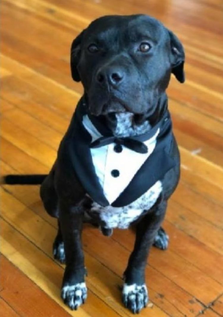 Salvó a un perro de vivir encadenado a una pared y después fue el ...