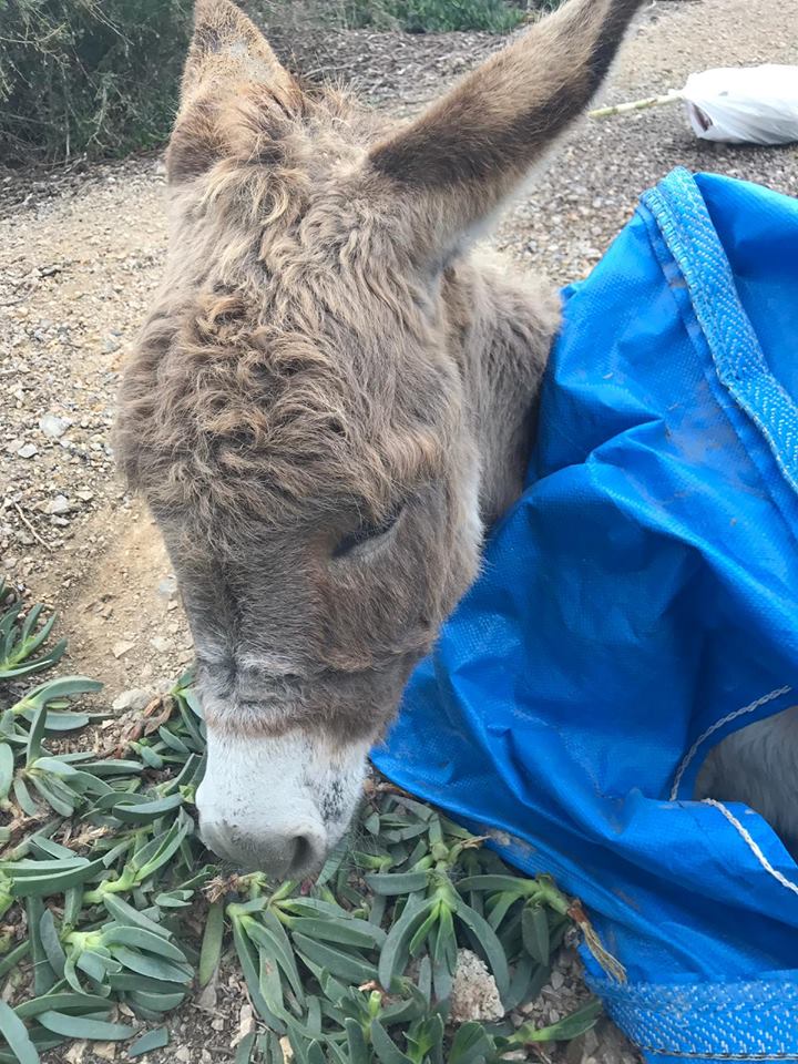 Burrito bebé que pasó 24 horas encerrado en una bolsa, recibe todo el ...