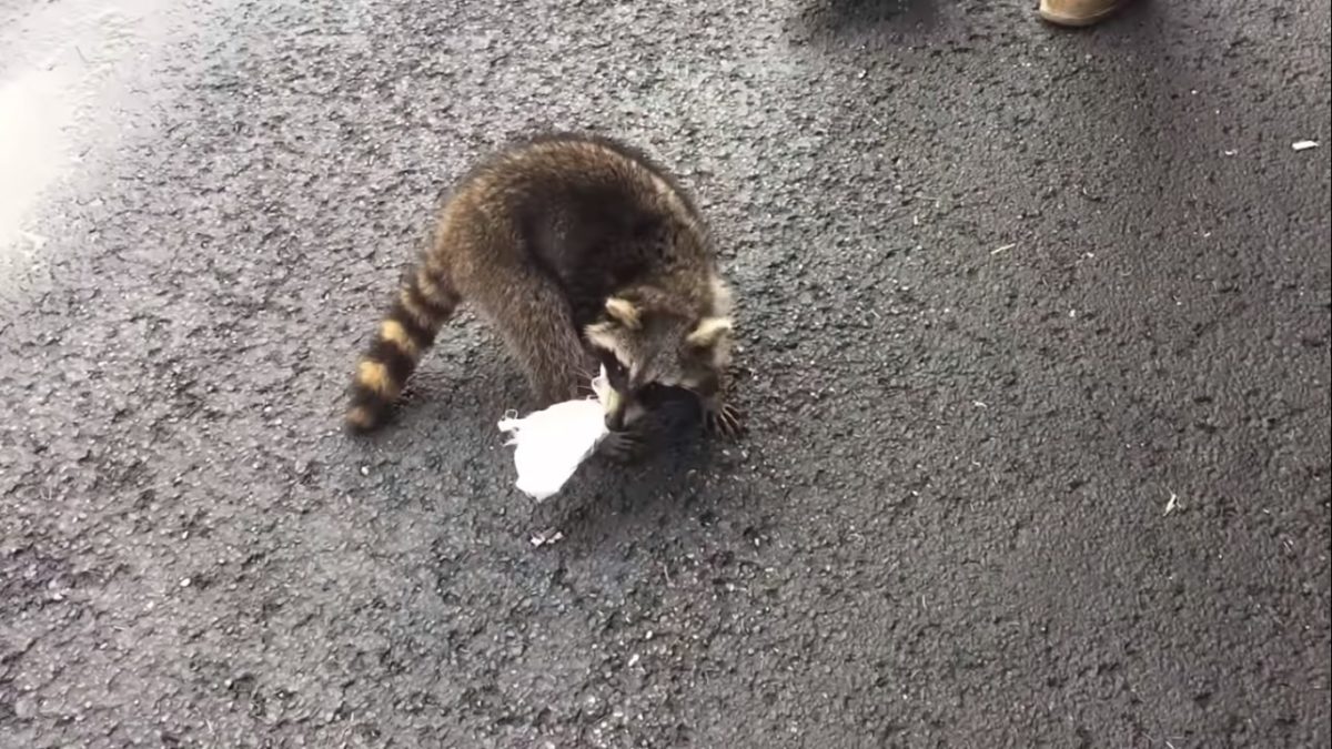 Este mapache estaba en terribles problemas hasta que un hombre de gran ...