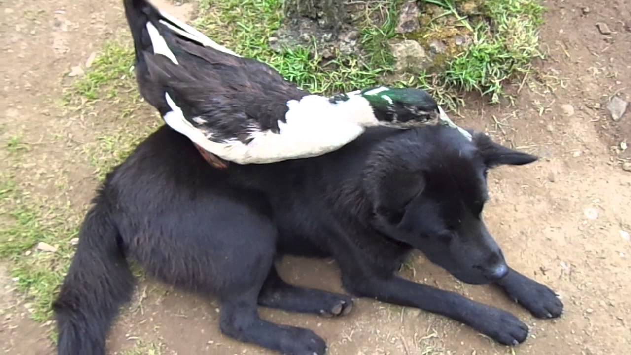 Un pato no duda en acurrucar a un perrito con sus alas tras ser ...