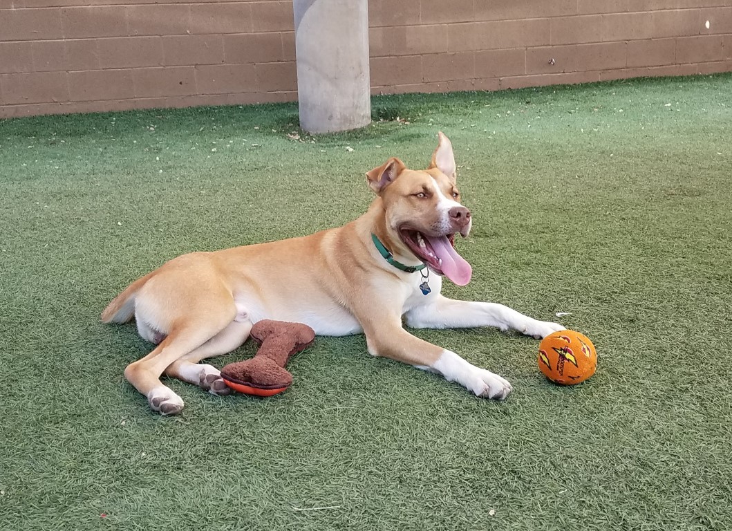 El perro favorito de todo el refugio es adoptado y regresado de ...