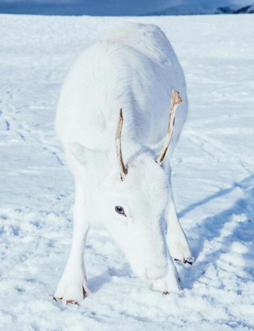 Un espectacular reno bebé blanco como la nieve enamora a miles de ...