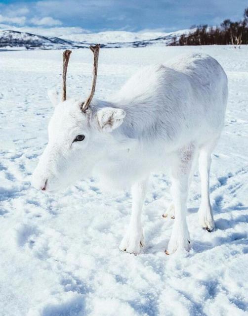 Un espectacular reno bebé blanco como la nieve enamora a miles de ...