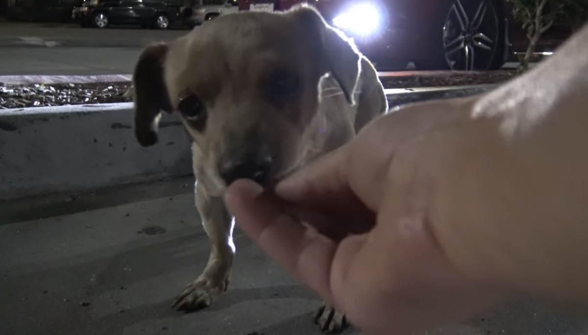 Perrito abandonado pasa todo el día rogando por comida en un ...
