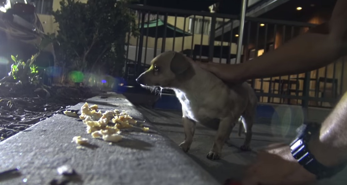 Perrito abandonado pasa todo el día rogando por comida en un ...