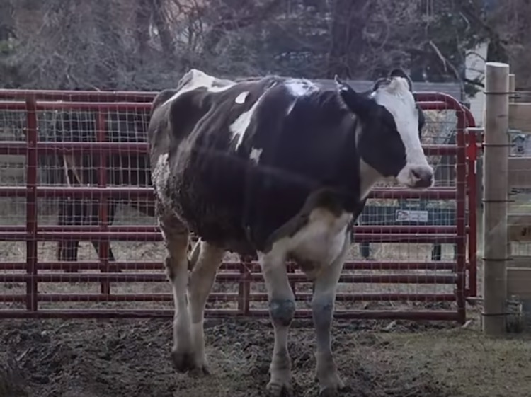 Vaca embarazada salta del camión 10 minutos antes de su final para ...