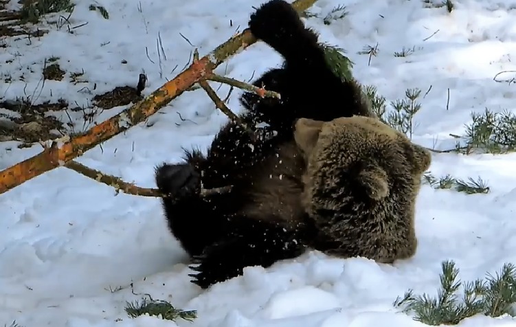 Un oso rescatado que perdió la capacidad de hibernar juega con la nieve ...