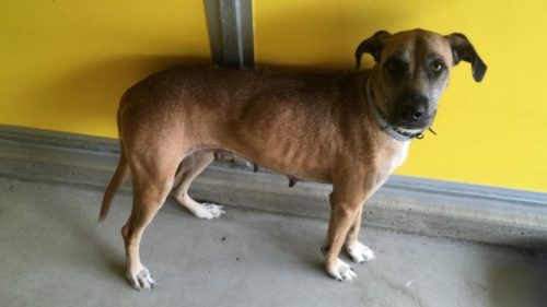 Polémico castigo para los dueños de 7 perros demacrados, esqueléticos y ...