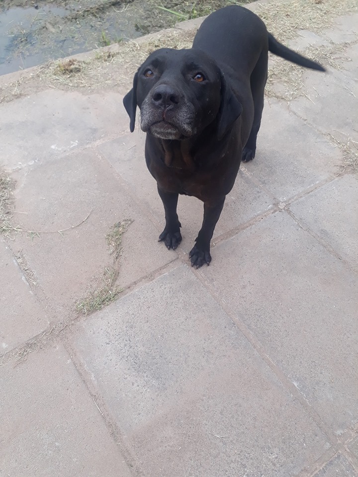 El triste adiós del perro policía que se hizo famoso por celebrar sus ...