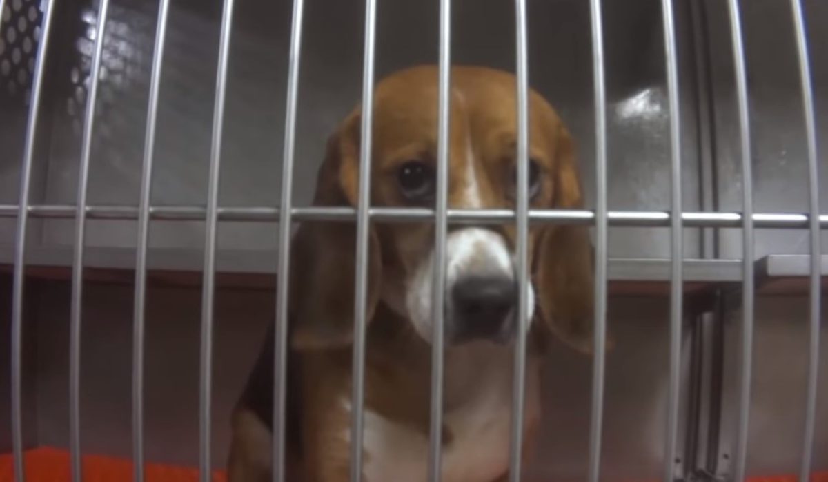 Una investigación encubierta revela las crueles pruebas que se hacen ...