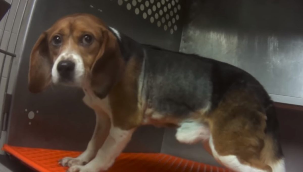 Una investigación encubierta revela las crueles pruebas que se hacen ...