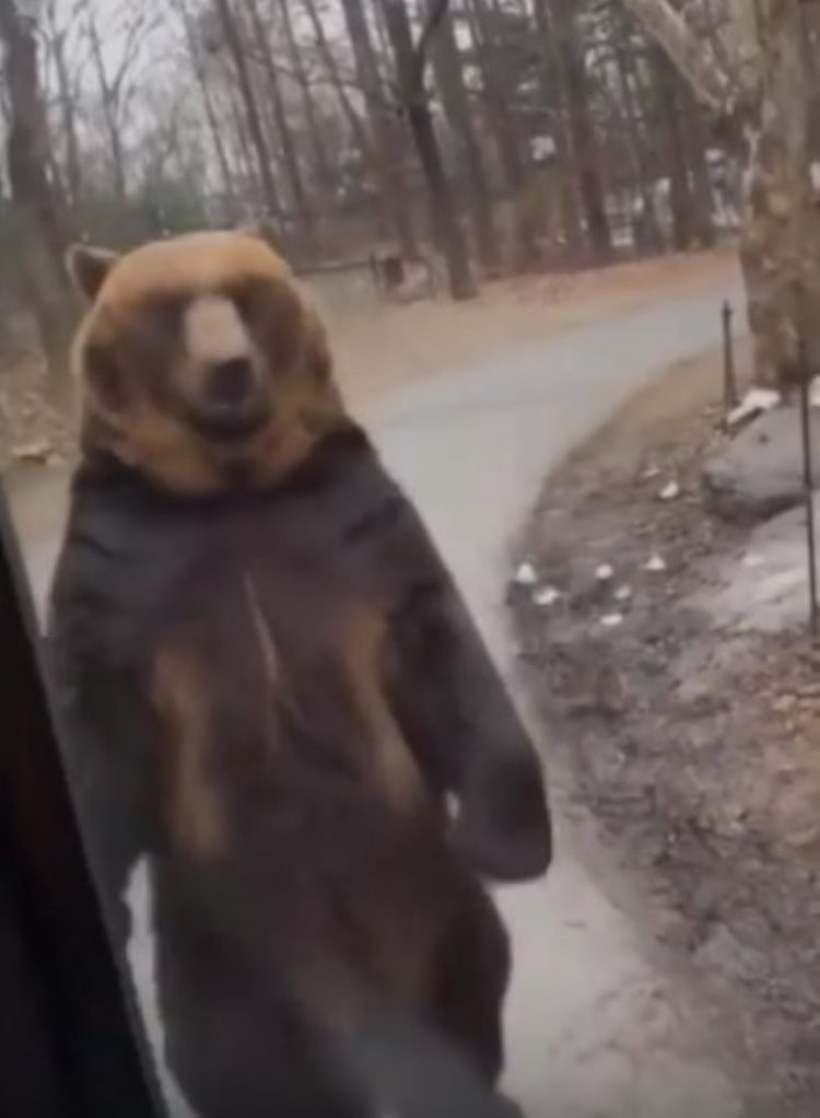 Un oso marrón es forzado a levantarse en sus patas traseras para ...