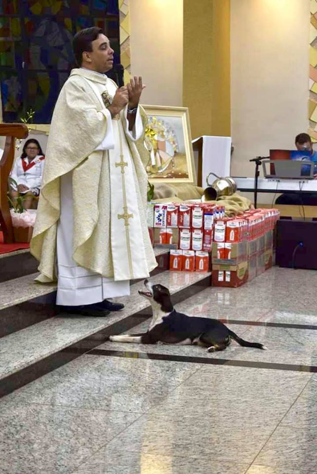 Un perrito asiste a misa todos los días–Llega la hora del sermón y ...