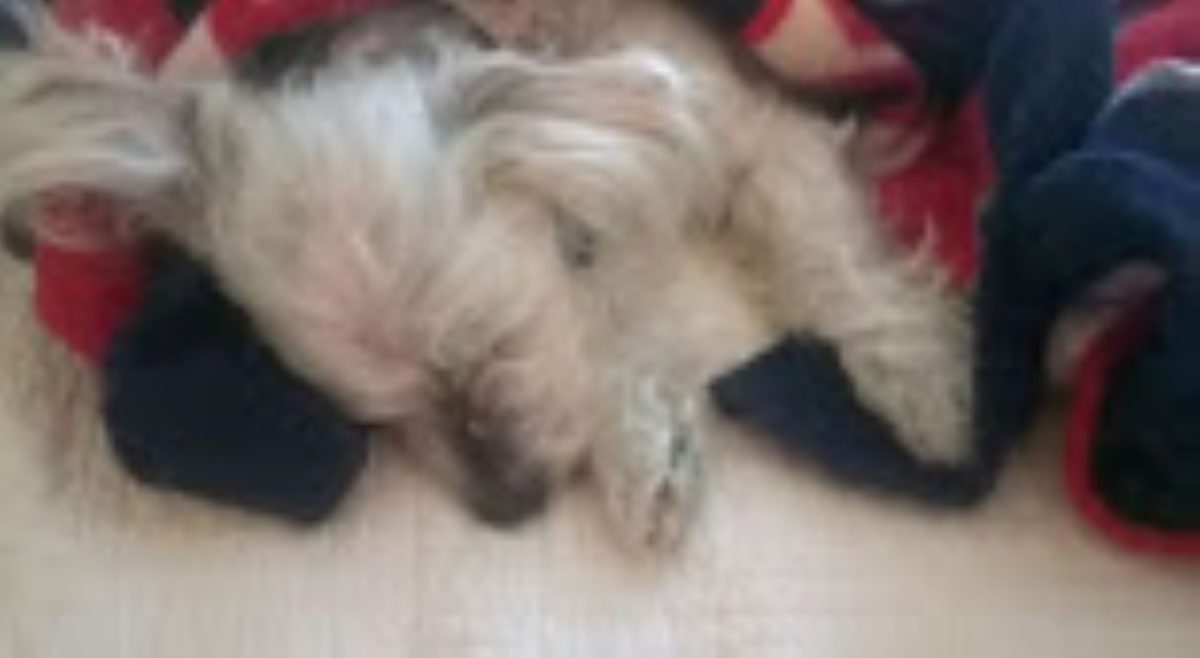 La increíble transformación de un perrito abandonado que contó con la ...