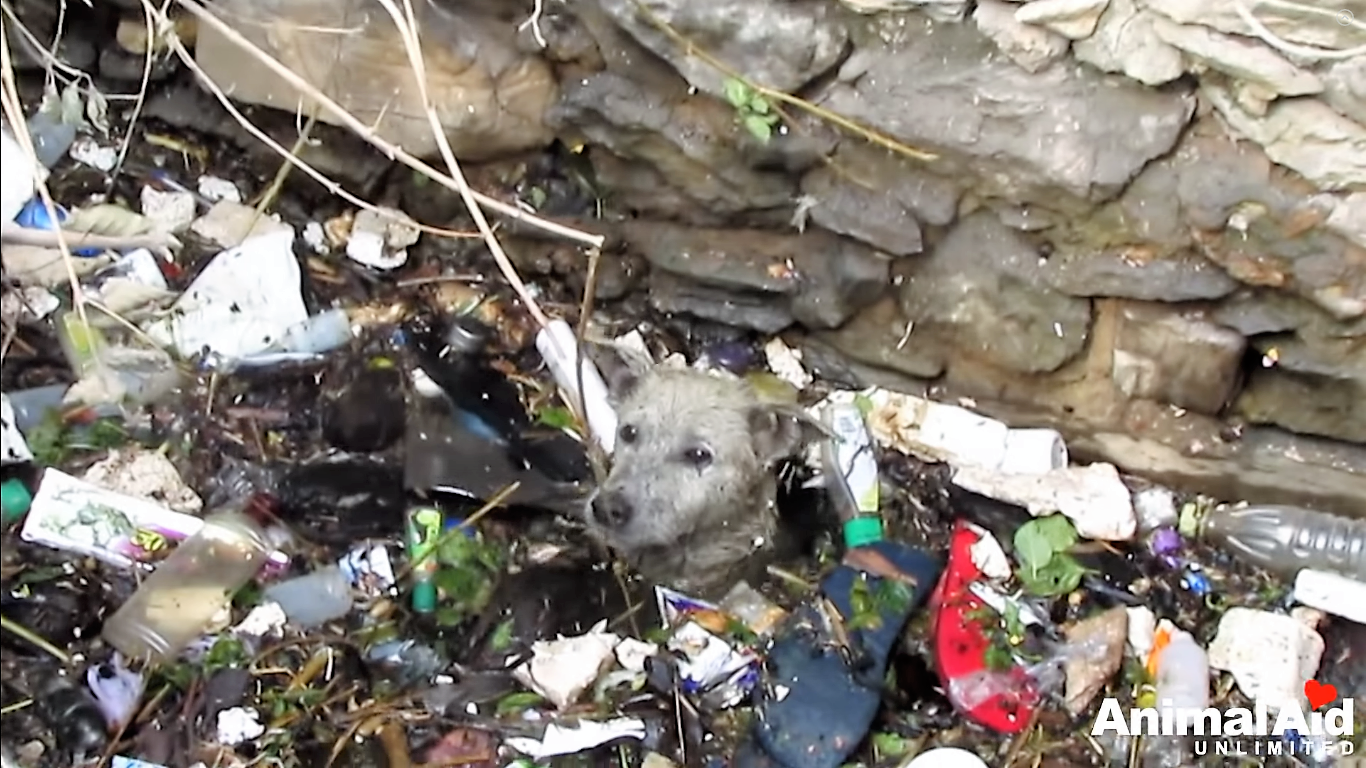 Los 10 rescates de animales que nos devuelven la esperanza en la ...