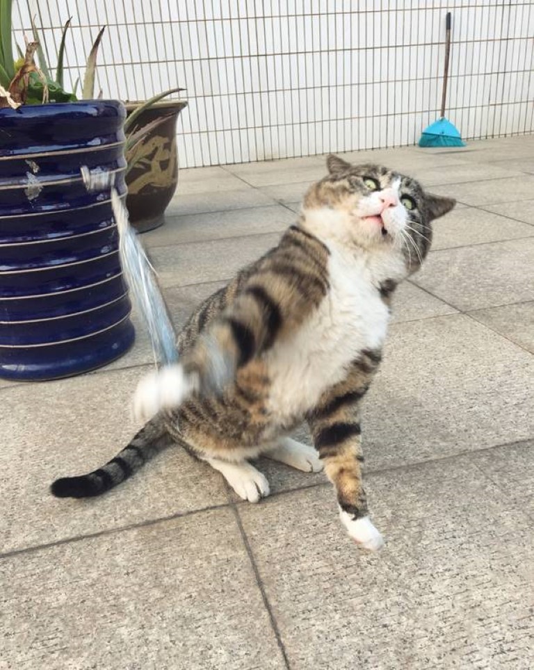 Un gato se vuelve viral por sus hilarantes y dramáticas reacciones que ...