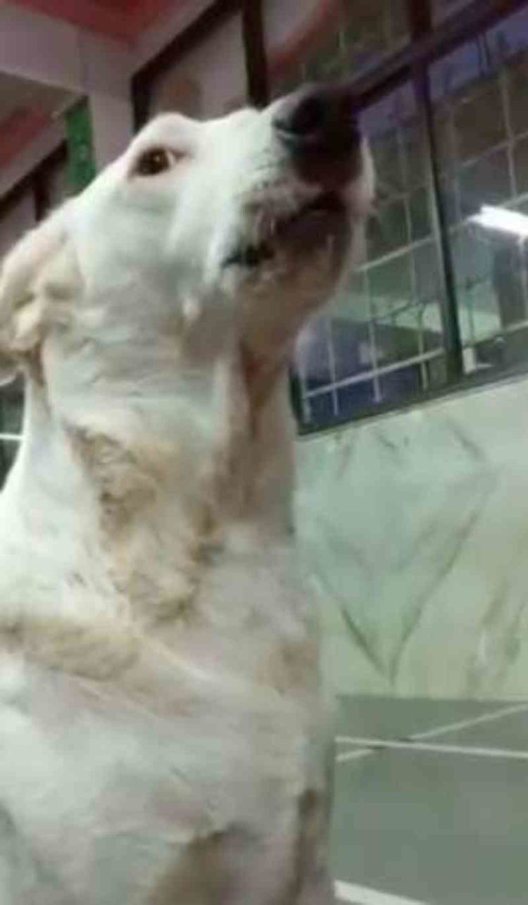 Un tierno perrito escucha música de oración y se une a ellos cada ...